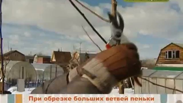 Правила обрезки деревьев