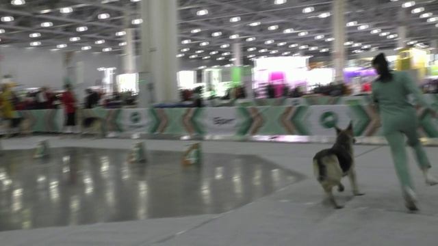 Фиелисс Ойра