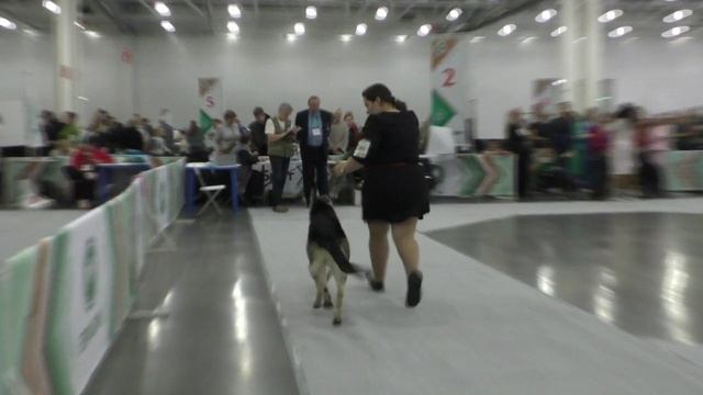 Бойкая Стая Волшебница