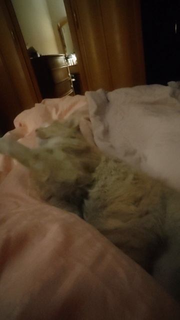 Спокойной ночи