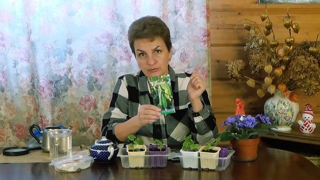 Огурцы вырастут всегда, даже наподоконнике!