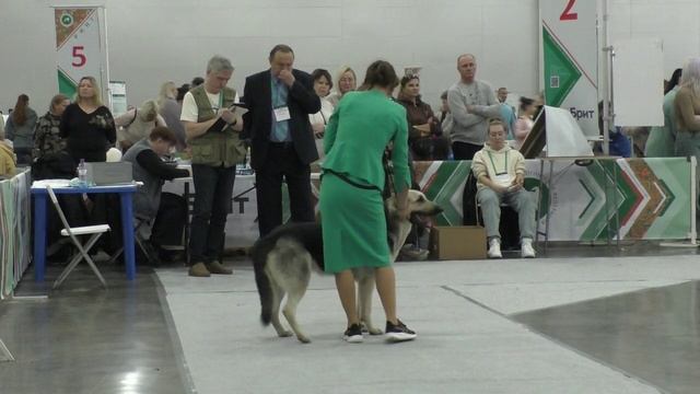 Посадский Страж Зетта