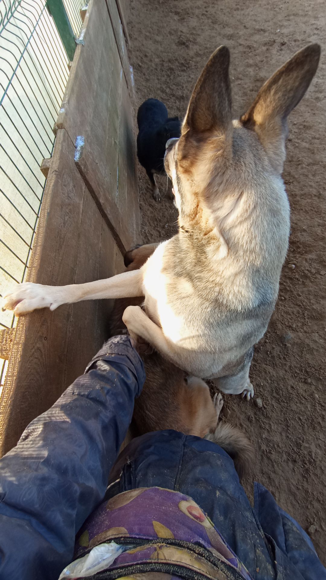 "В темпе Розы, на скорости света" ❥ Приют в Малинках