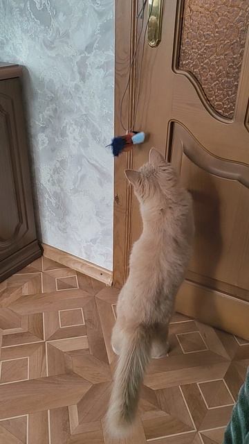 Знакомство с новинкой