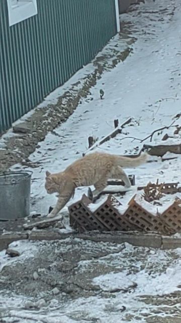 Барсик вышел погулять