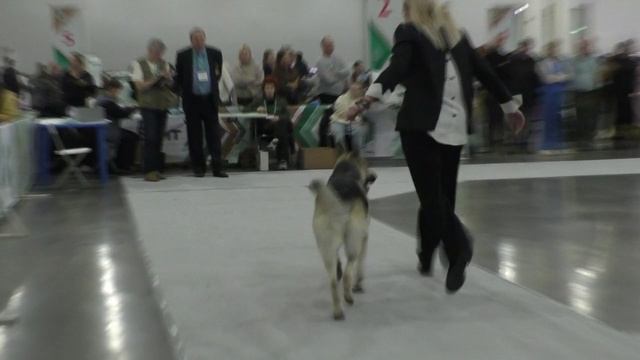 Джокер Шоу Донателла