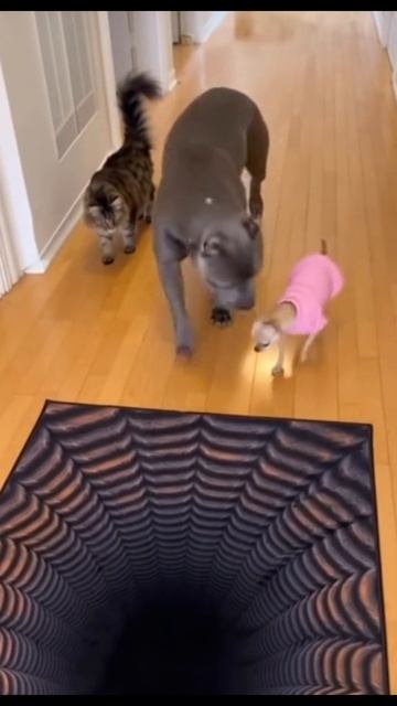 Этот жестокий мир