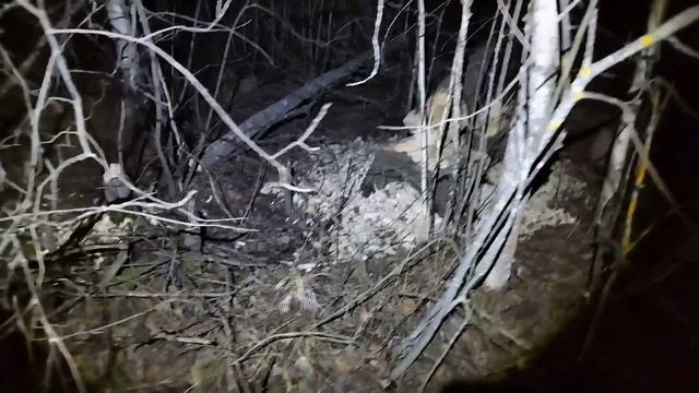 Охотим бобра на погрызах с  Sytong HT-60