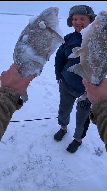 лещи шире хари