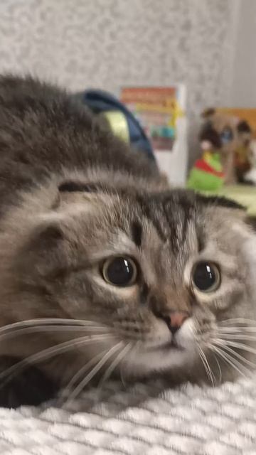Взгляд котика 😱