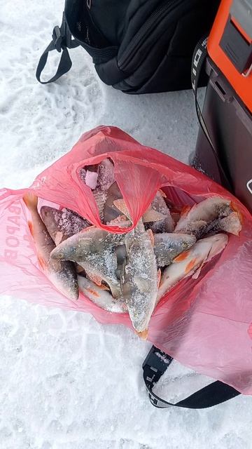 КАЗЫРБАК 21.11.25г