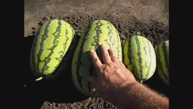 Арбузы в открытом грунте