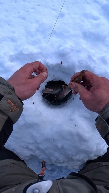 НАЛИМ И БУРАТИНО...