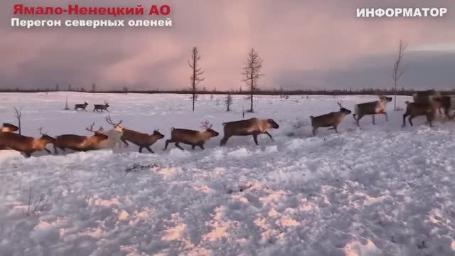 Новости Сегодня 22.11.2025 - Цунами Россия, Москва Ураган, Украина, Катаклизмы