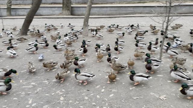 Утки в конце ноября на Урале: Кто остался зимовать в парке?