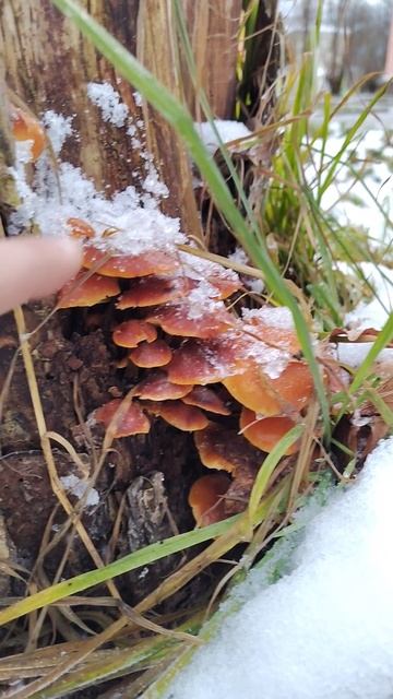 Фламмулина бархатистоножковая, она же зимний опёнок