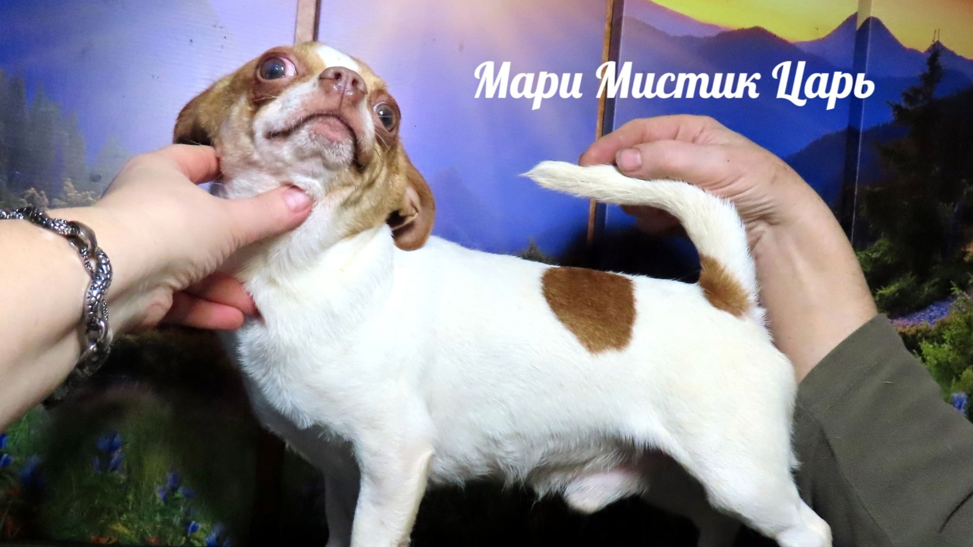 #продаючихуахуа #цены ОТ 25 тр #купитьщенкачихуахуапродаю +79215950848