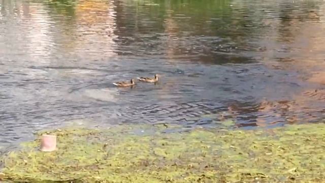 Парочка уток на р. Клязьма 2015