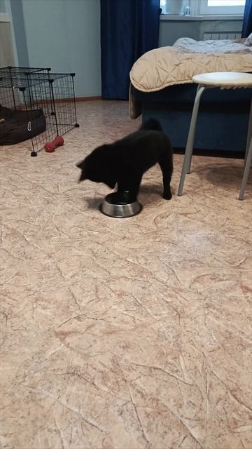 Вермут. Игры с миской.