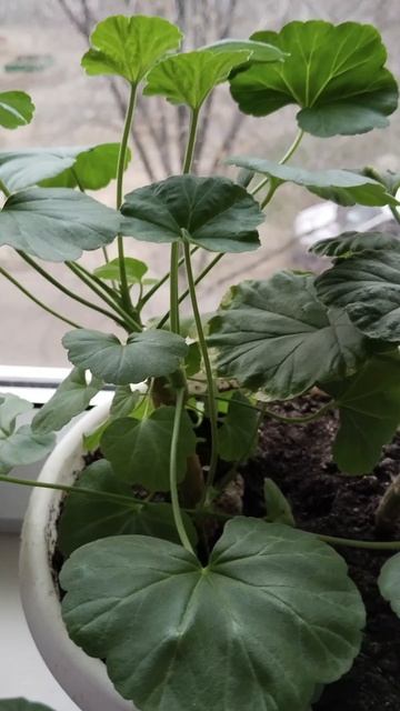 #Shorts  #Цветок  #Герань