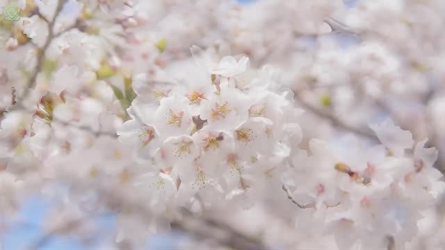 Музыка для здорового сердца и спокойного ума 🌿 Антистресс, расслабление и гармония #4