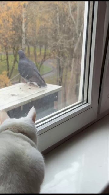 Милка следит за птичкой