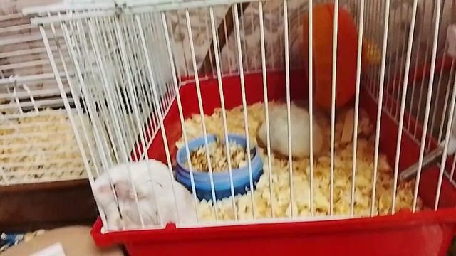 Маша и желатинка попали в тюрьму Лиля с хомяками 🐹🐹