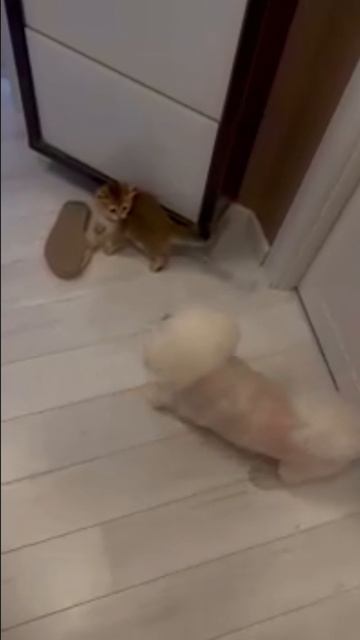 Как кошка с собакой!?