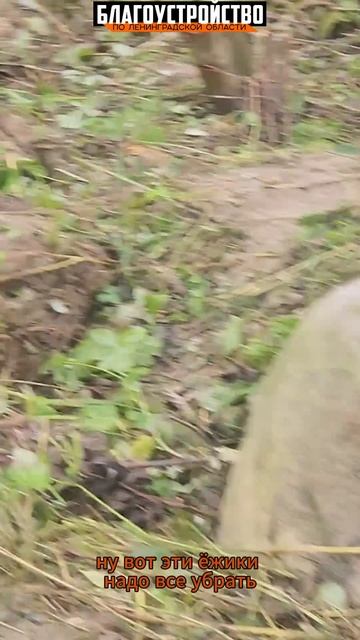 Расчистка в Ленинградской области.