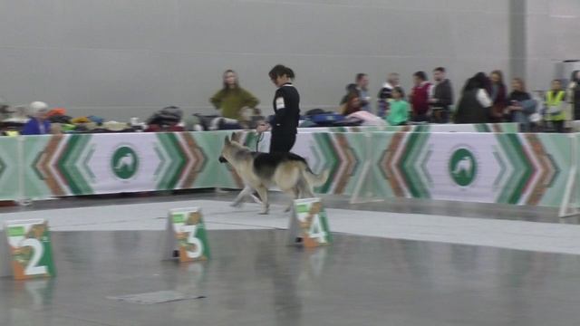 Фиелисс Джексон