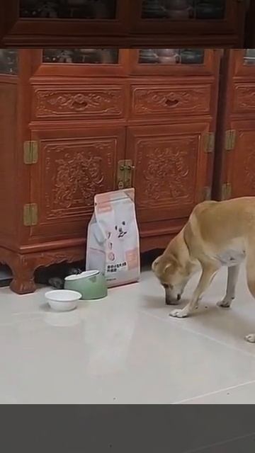 🤣 ...Это мы конфискуем!...(хозяин кота работает в налоговой полиции)... 🤣