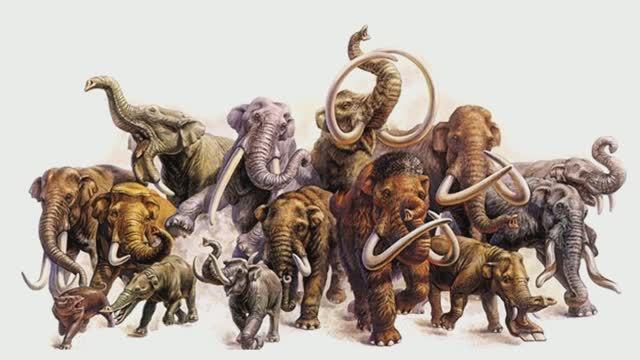 Разнообразие вымерших хоботных. палеонтолог Вадим Титов