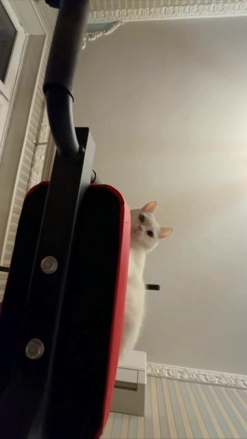 Милкина бесятина