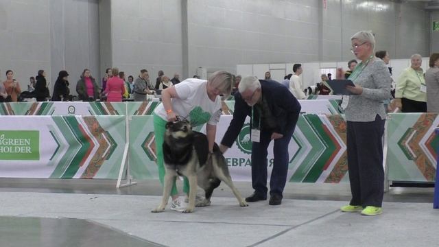 Верный Воин Дог Бодигард