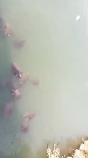 Завтрак у черепах