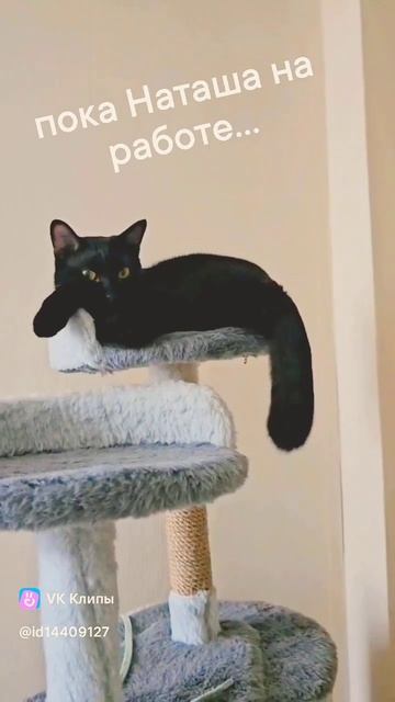 сезон простуд... #какделаваши #чтоядумаюобэтом #котлеонид #тереховаандреева