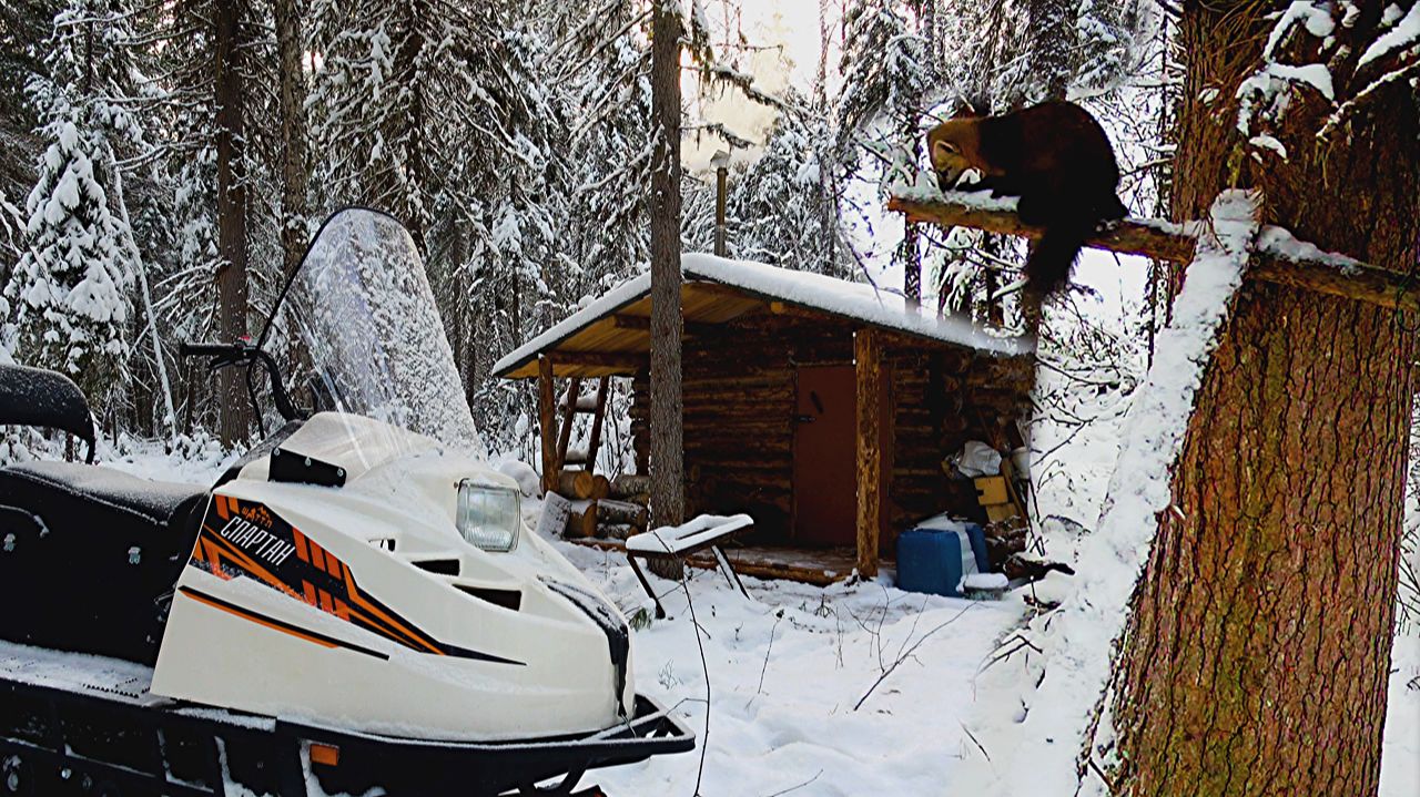 Новый помощник. Первые соболя