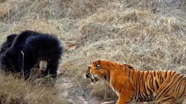 Алентьева Мария