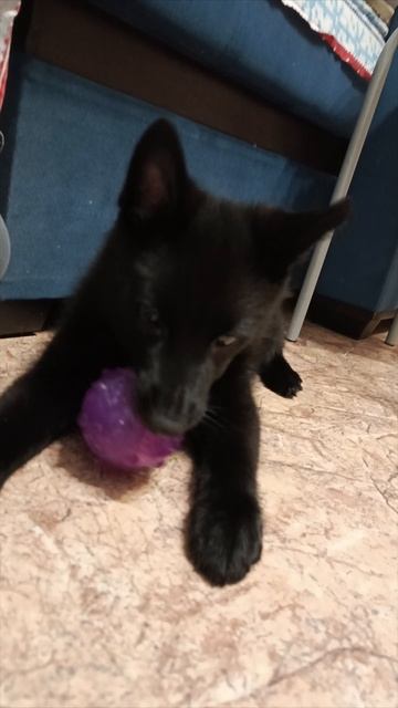 Музыка для соседей