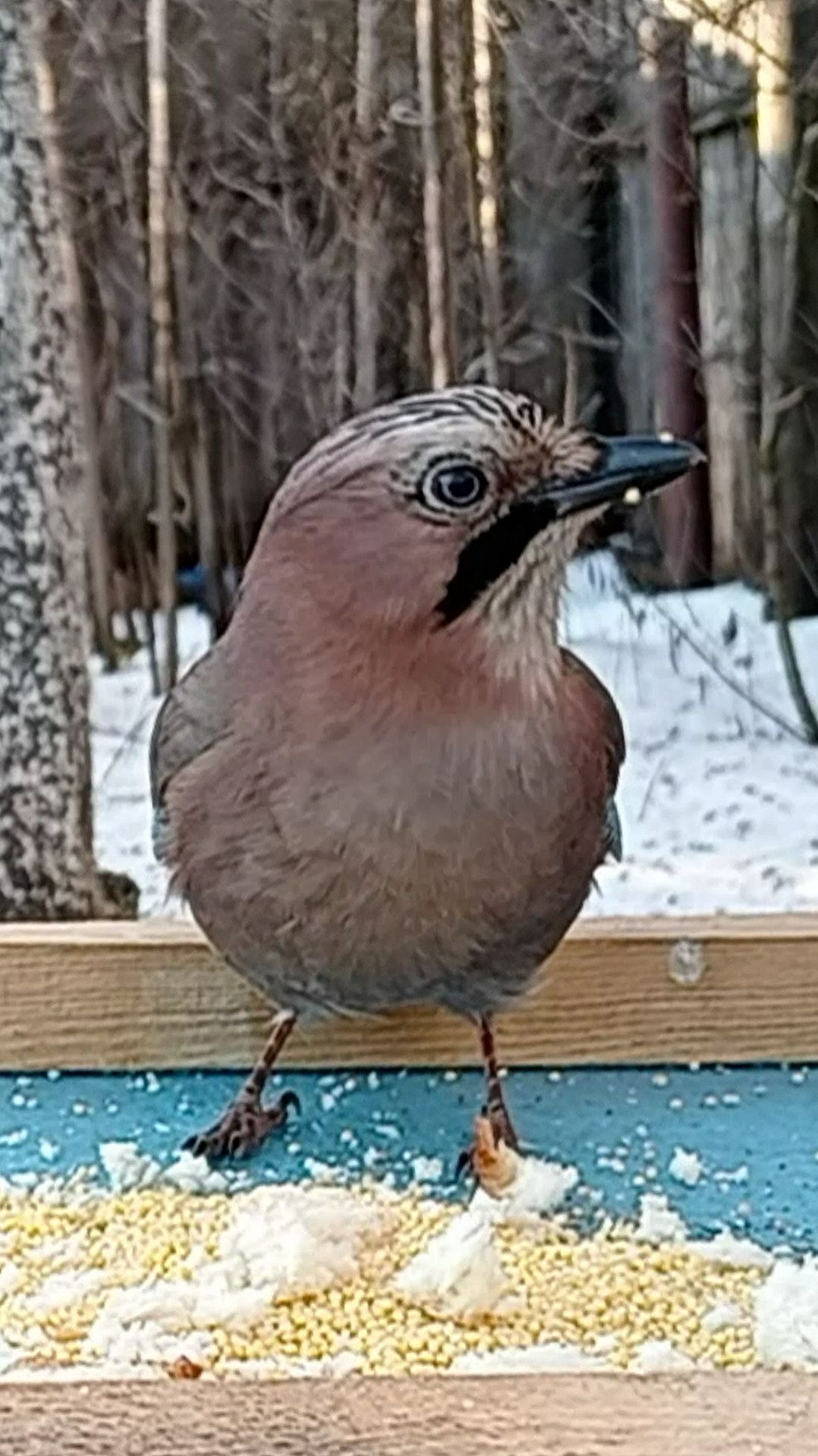 Сойка прилетела на кормушку