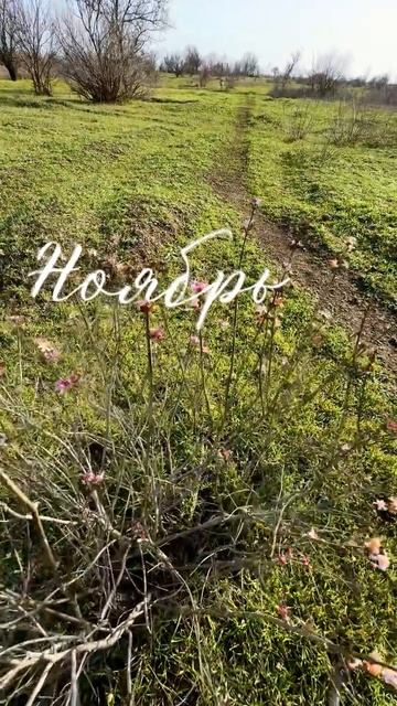 Цветёт татарская жимолость в Ейске