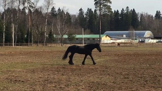 Прогулка. Лошадь.