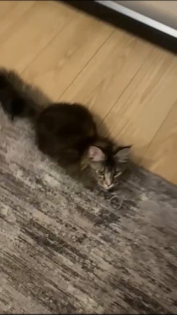 Таис носит апорт