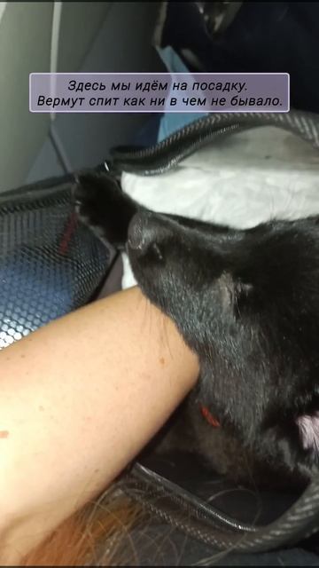 Перелёт с щенком