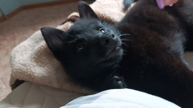 Снова утренние нежности