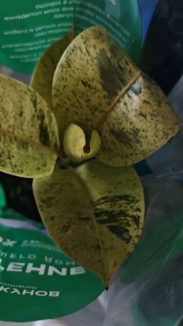 Растения с Пятерочки, часть 4 #цветы #сад #plants #растения #обзор #еленаматвеева