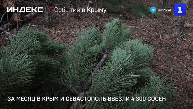 За месяц в Крым и Севастополь ввезли 4 300 сосен