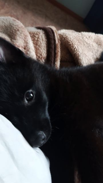 Утренние нежности