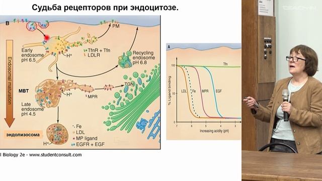 Кисурина О.П. - Клеточная биология - 10. Транспорт от аппарата Гольджи. Эндосомный компартмент