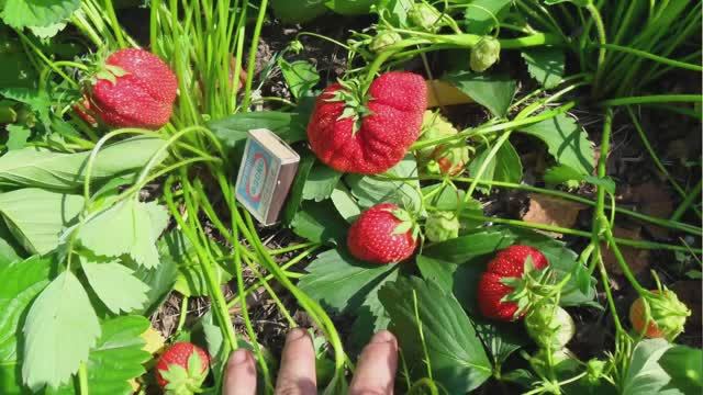 Выращивание клубники